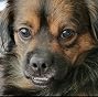ORIVET Dog DNA Test Kit for Breed Identification & Genetic Health – 365 ...