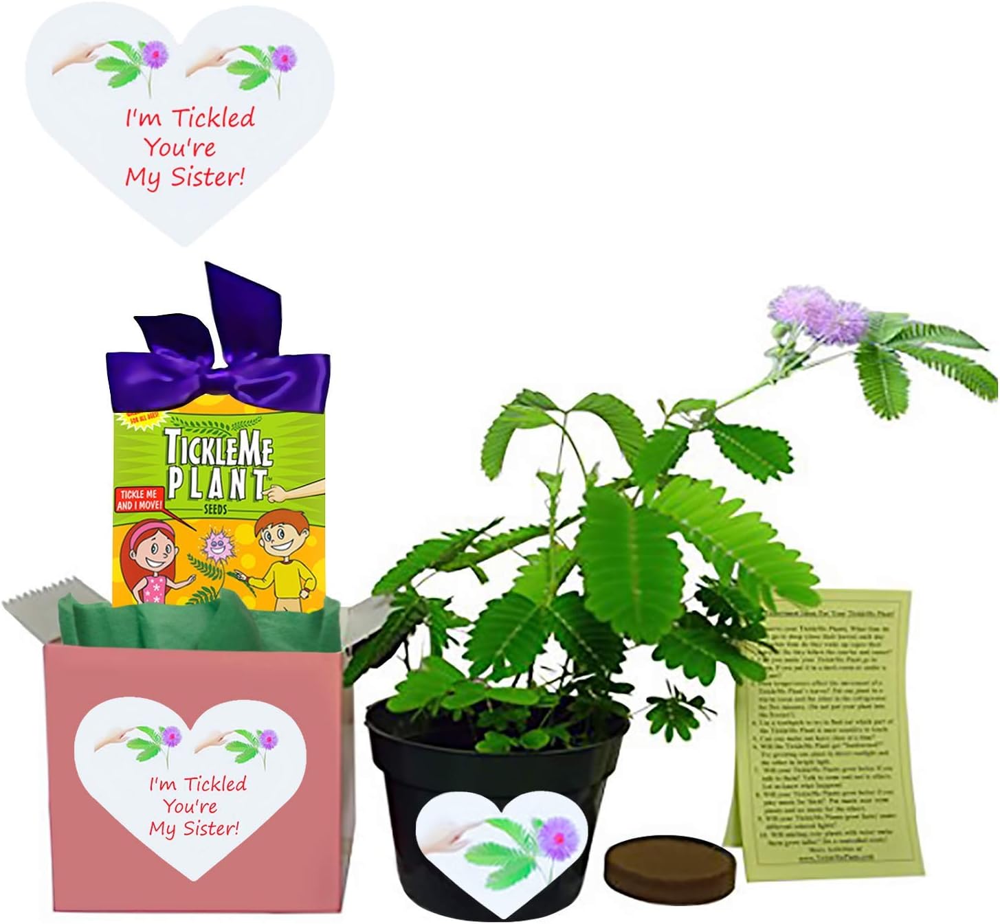 Amazon.com : Sister - TickleMe Plant Gift Box Set - to Grow The Plant ...