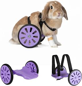 Amazon.com : Lightweight Rabbit Wheelchair Hind Leg Support ...