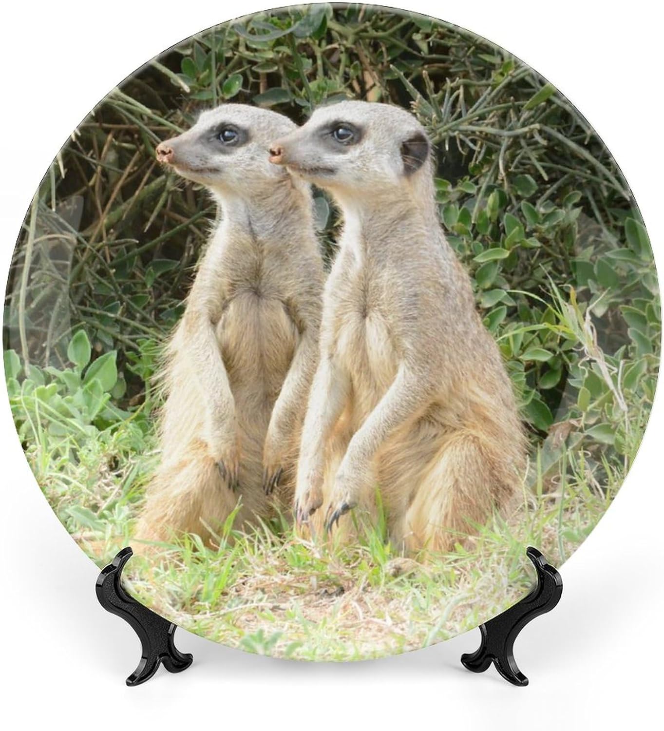 Amazon.com: Decorative Plate for Wall Hanging, Mongoose Wildanimal ...