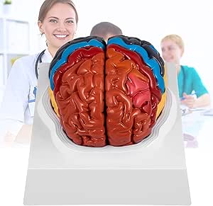 Human Brain Model 2 Parts, Color Zoned Brain Model, Anatomically ...