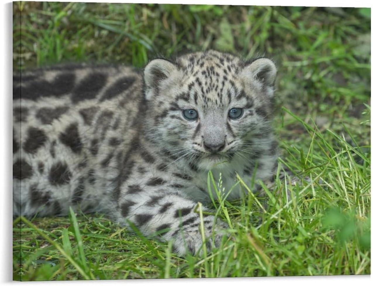 Amazon.com: Baby Snow Leopard Snow Canvas Posters Prints Framed Wall ...
