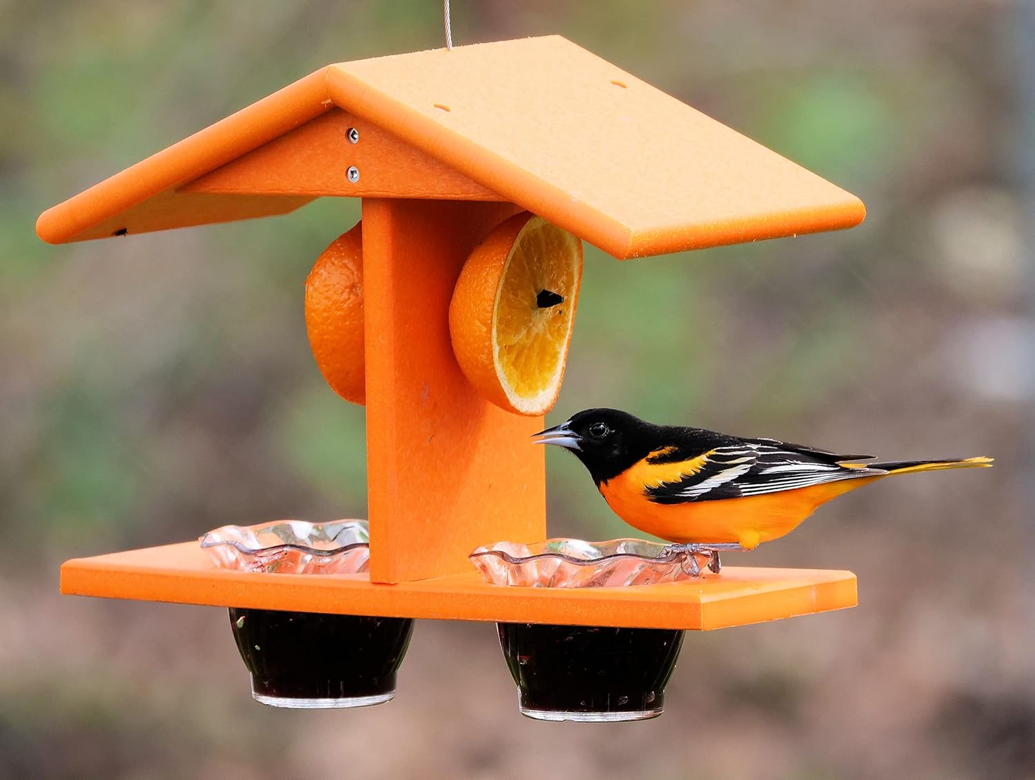 Amazon.com : AmishToyBox.com Oriole Bird Feeder, Double-Cup Jelly ...