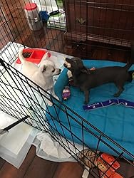 Diamond Doris: The True Story of the World's Most Notorious Jewel Thief ...