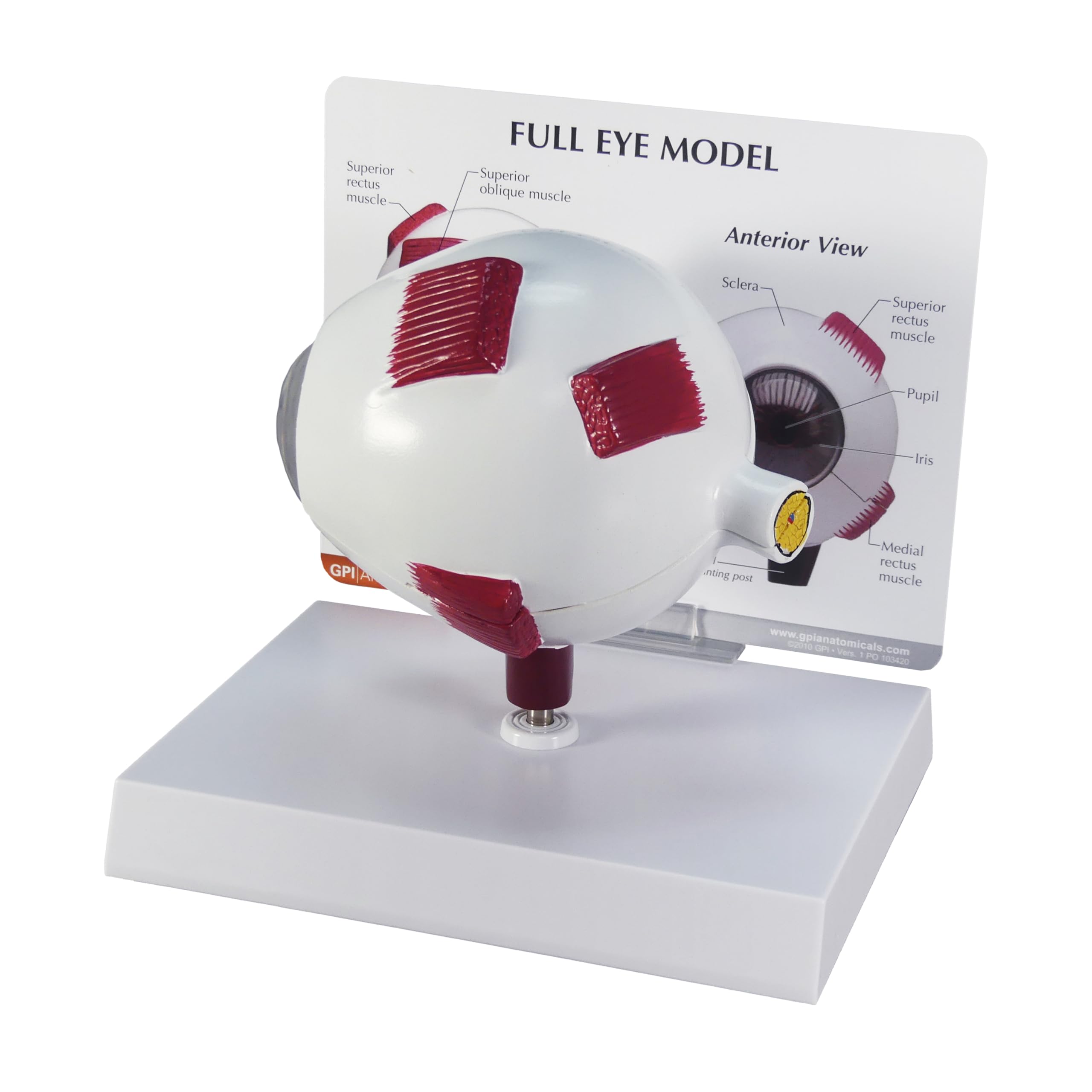 Snapklik.com : Full Eye Model, Replica Of A Normal Right Eye For Human ...