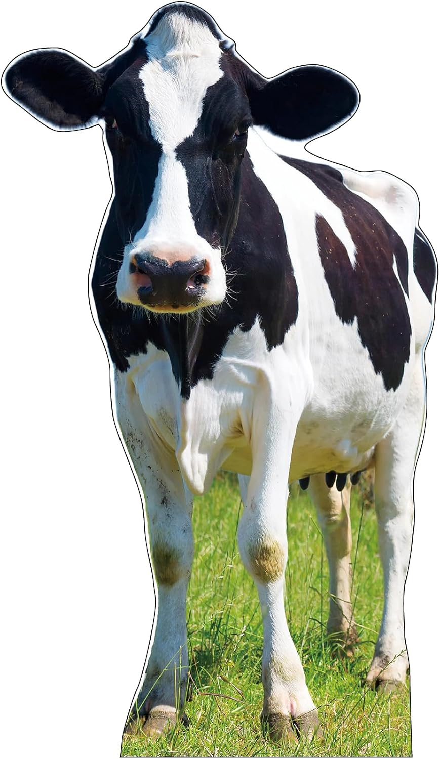 Amazon.com: Life Size Cardboard Cutout Standup | Waterproof | Animals ...