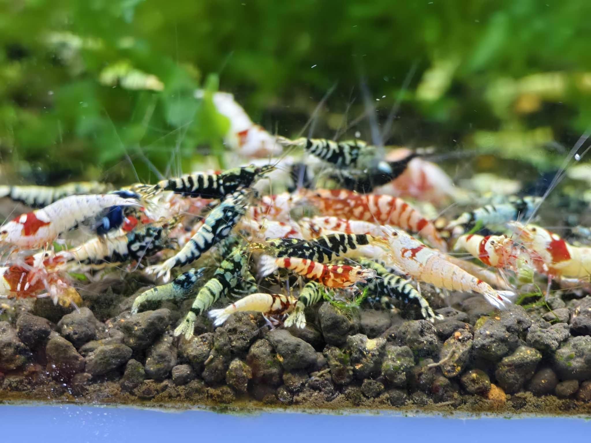 Amazon.com : The Seam Oasis - Mix of 10 Caridina Shrimp - Red & Black ...
