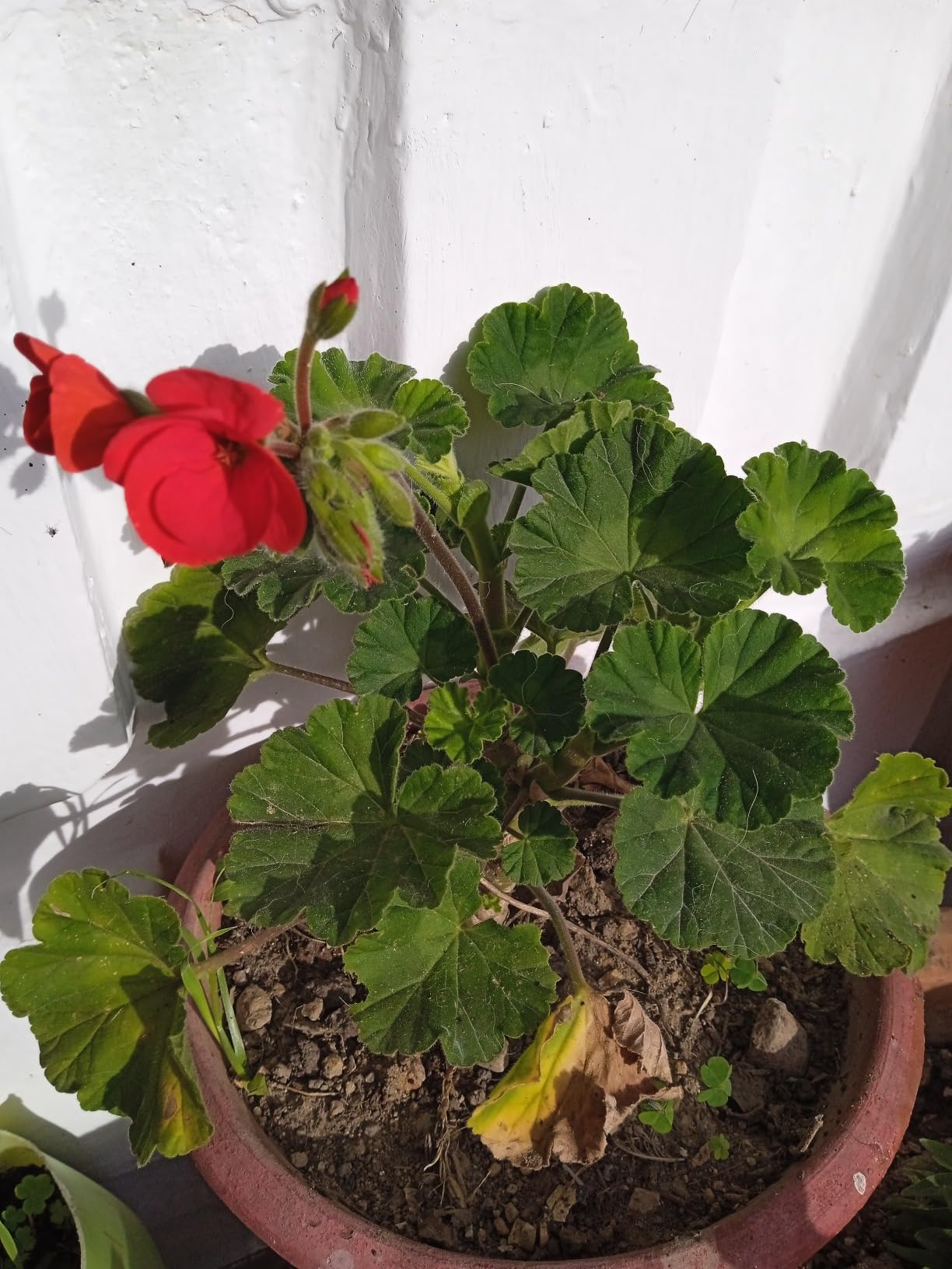 Guruji Plantation Geranium Live Beautiful Indoor Flower Plant with Pot ...