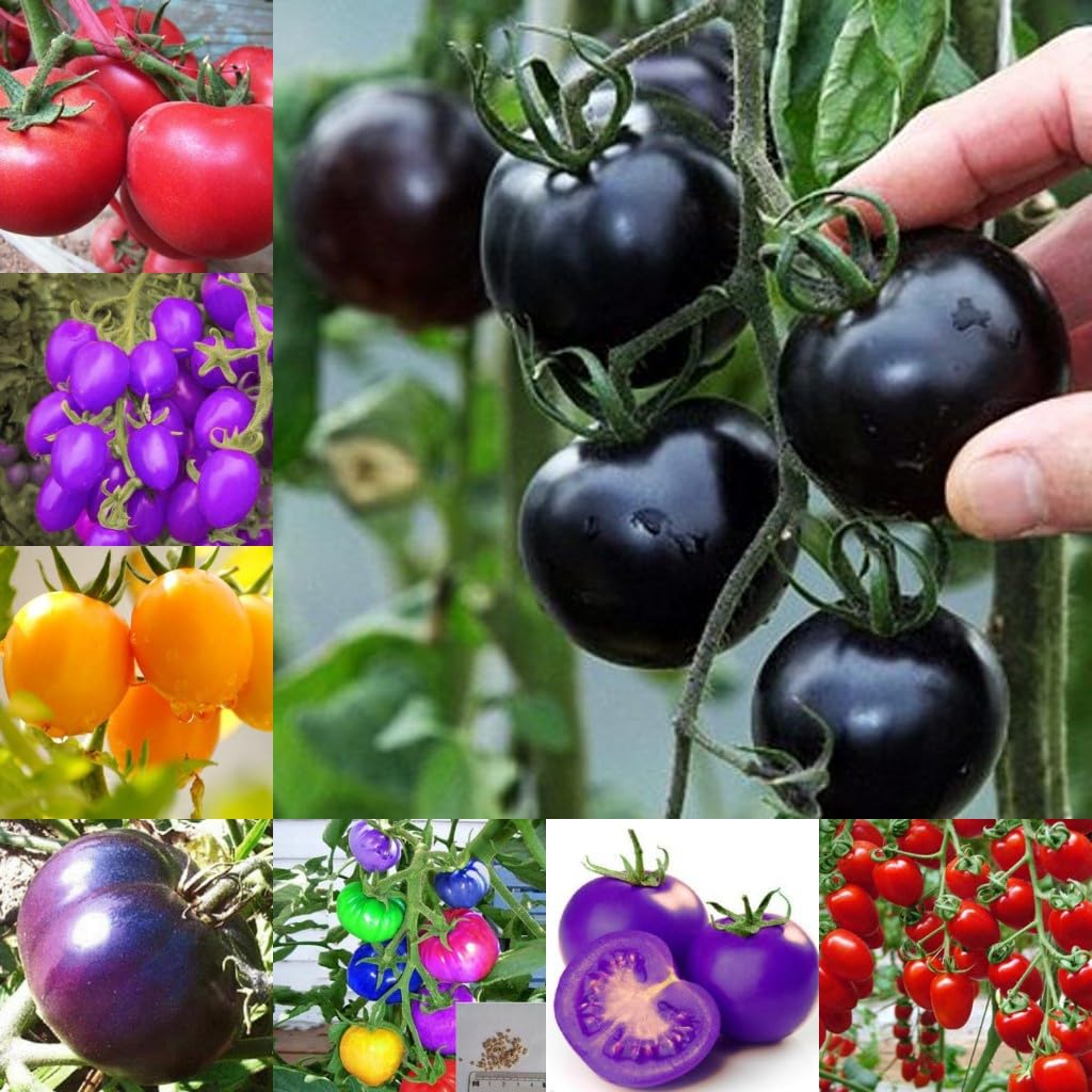 50+ Seeds- Organic Rainbow Cherry Tomato Mix Seeds Heirloom Colours ...
