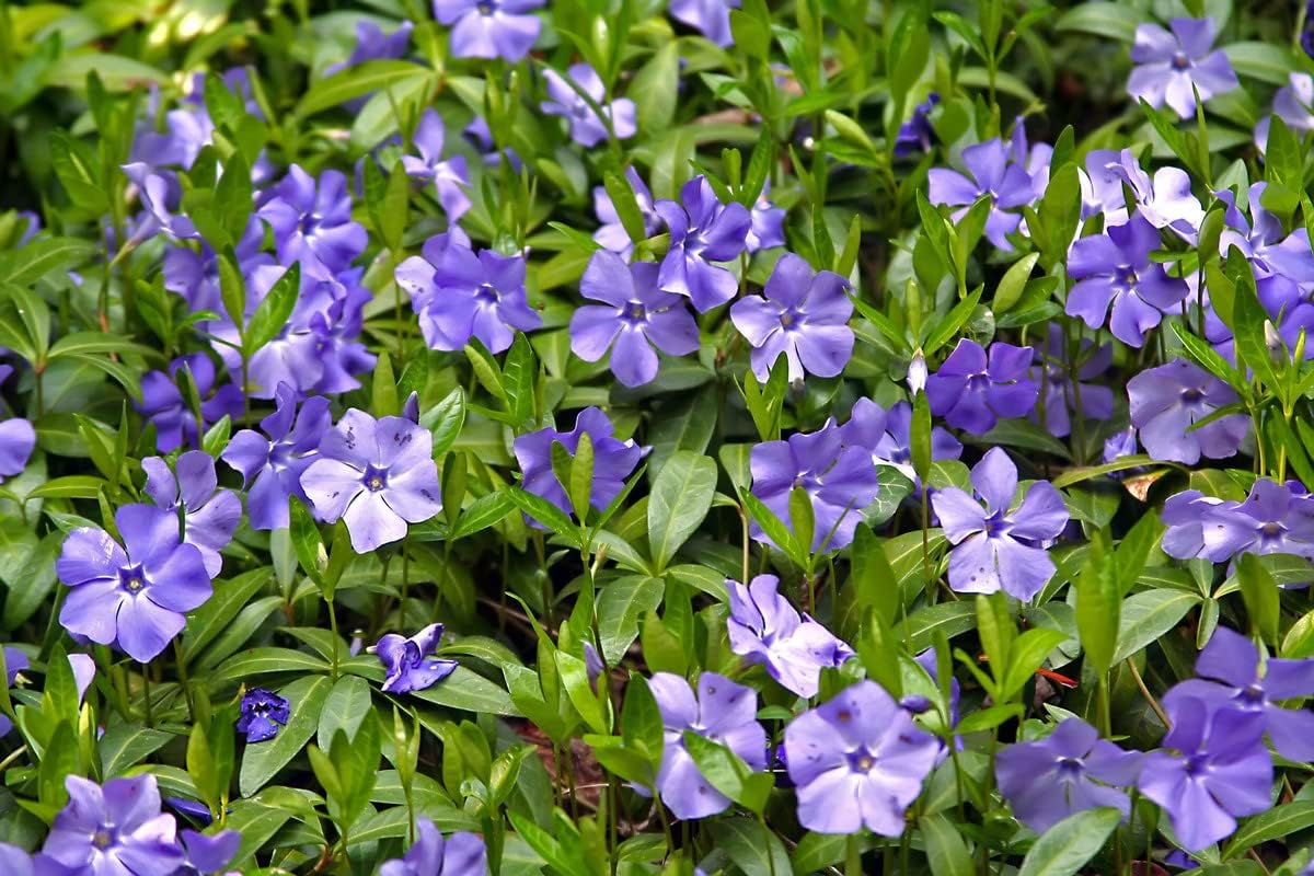 Amazon.com : 2000 Periwinkle Vinca Minor Creeping Myrtle Live ...