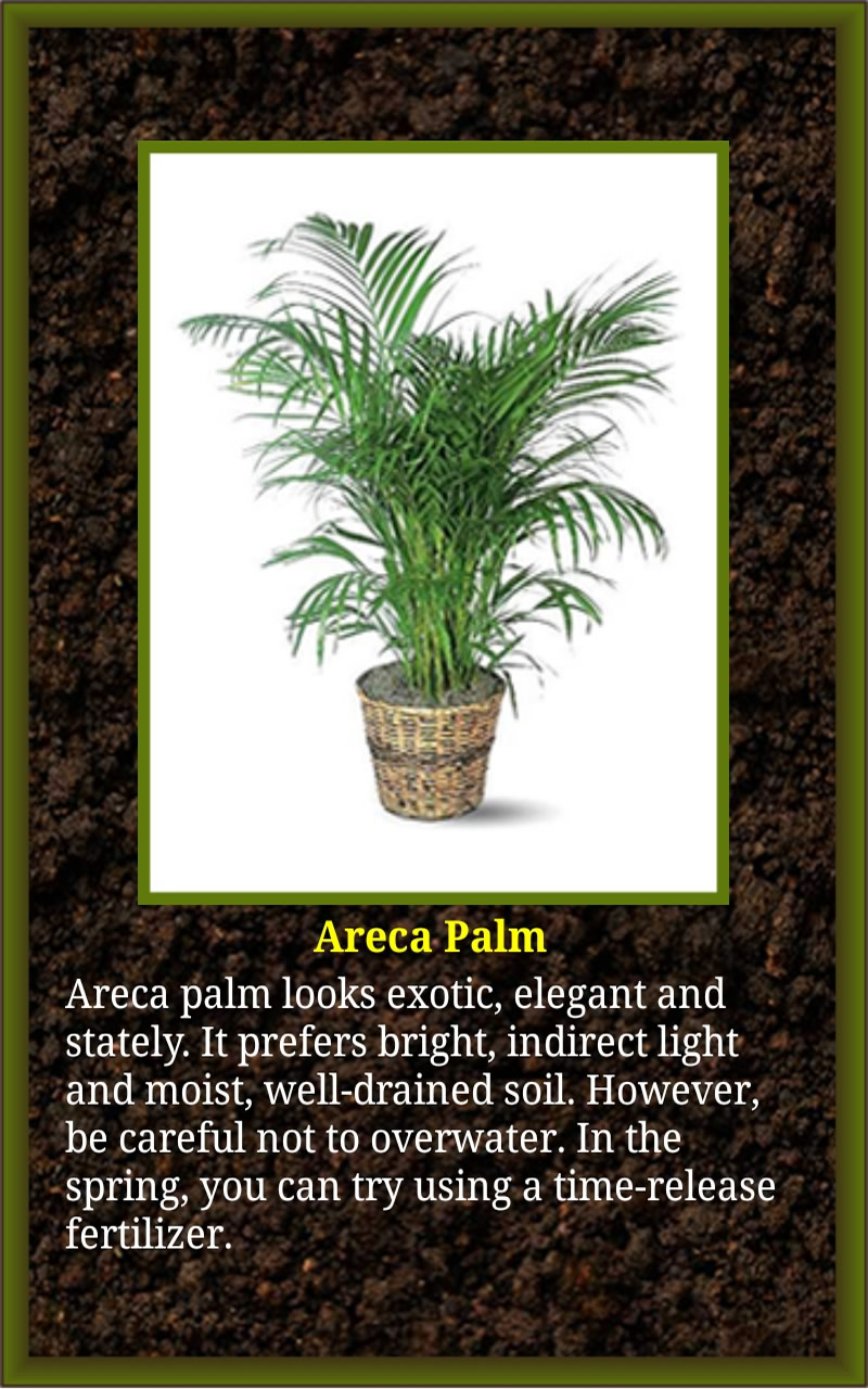 Indoor Plants - App on Amazon Appstore