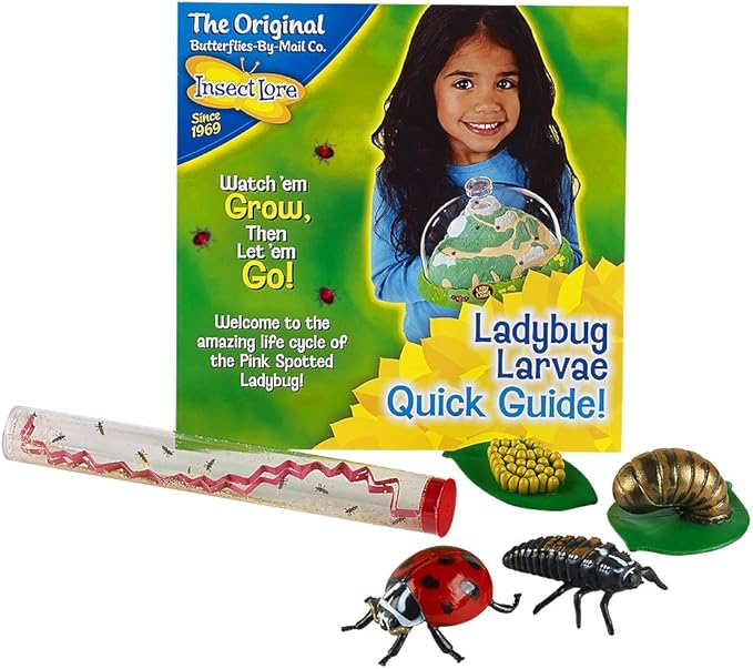 Amazon.com: Insect Lore Live Baby Ladybug Larvae - Ladybug Growing Kit ...