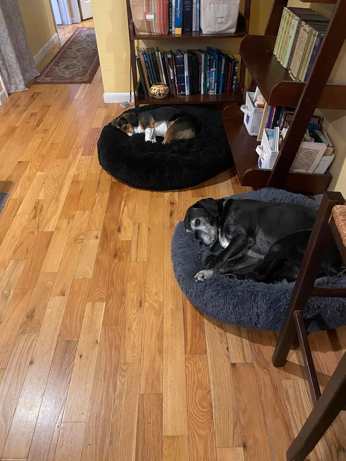 The best dog product purchase we have made