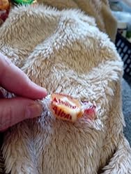 Mayfair Toffees – 1 x 490g – Karamell Toffee-Bonbon-Mischung mit ...