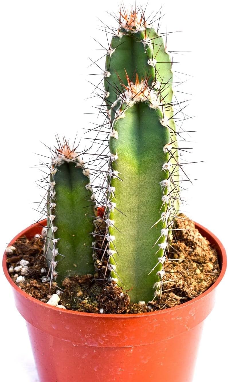 Amazon.com : Live Cactus Plant – Fully Rooted 4-Inch Cactus Plant ...