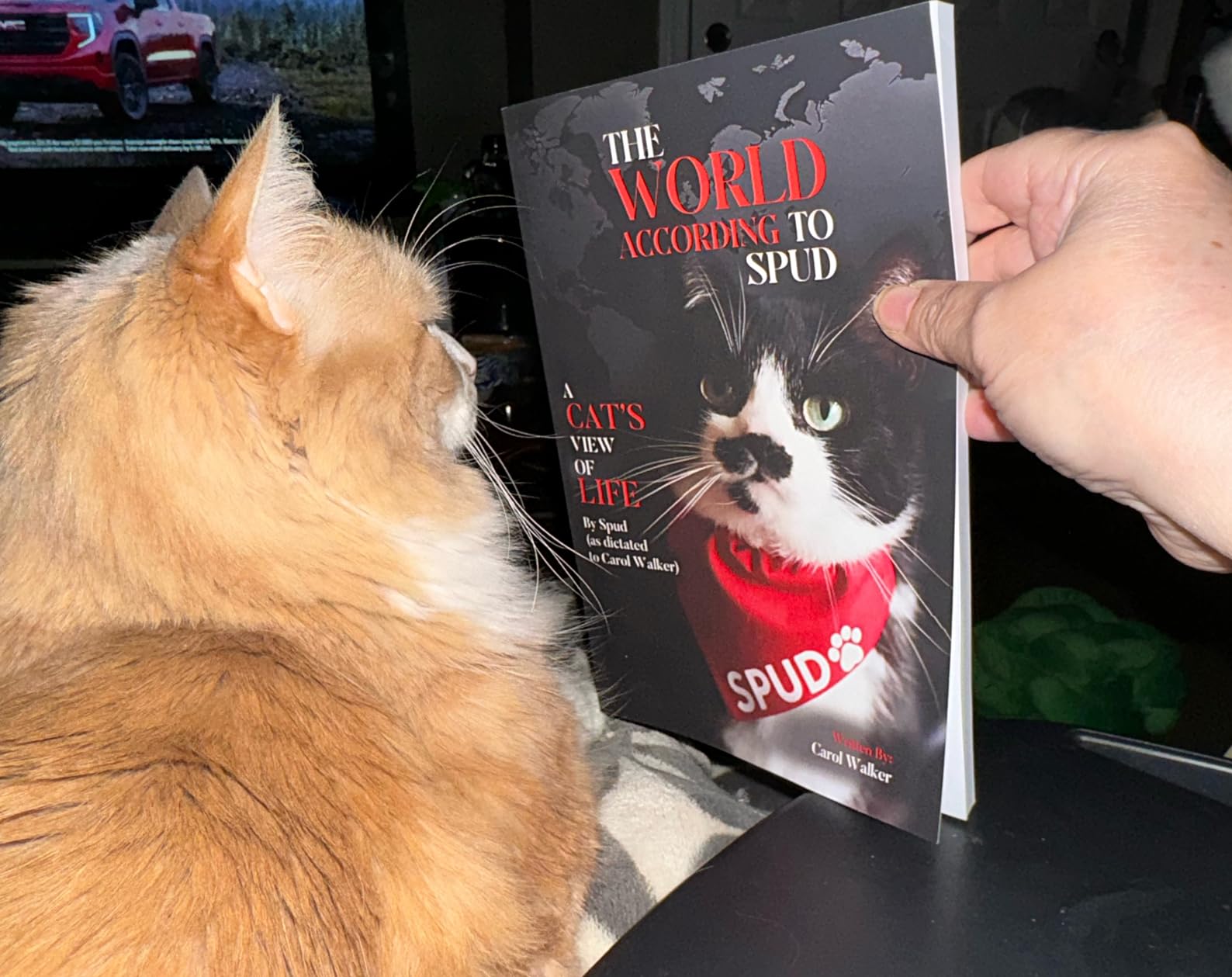The World According to Spud: A Cat's View of Life: Walker, Carol ...