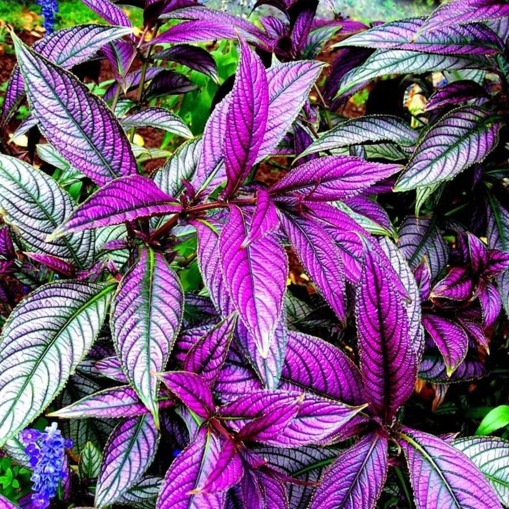 Amazon.com : Purple Queen Persian Shield Plant Live Perennial 3 to 5 ...
