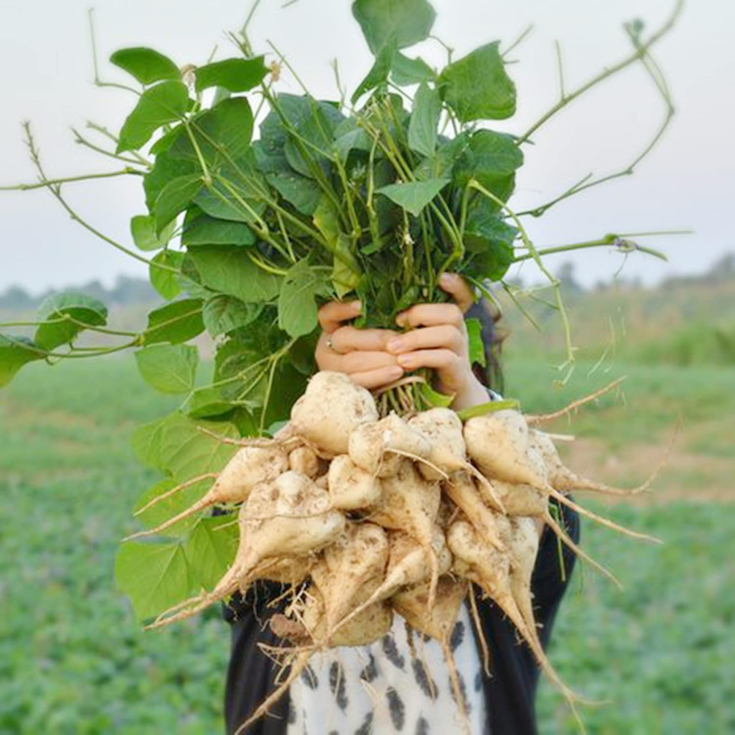 Amazon.com : QAUZUY GARDEN 100 Premium Jicama Seeds Yam Bean, Sweet ...