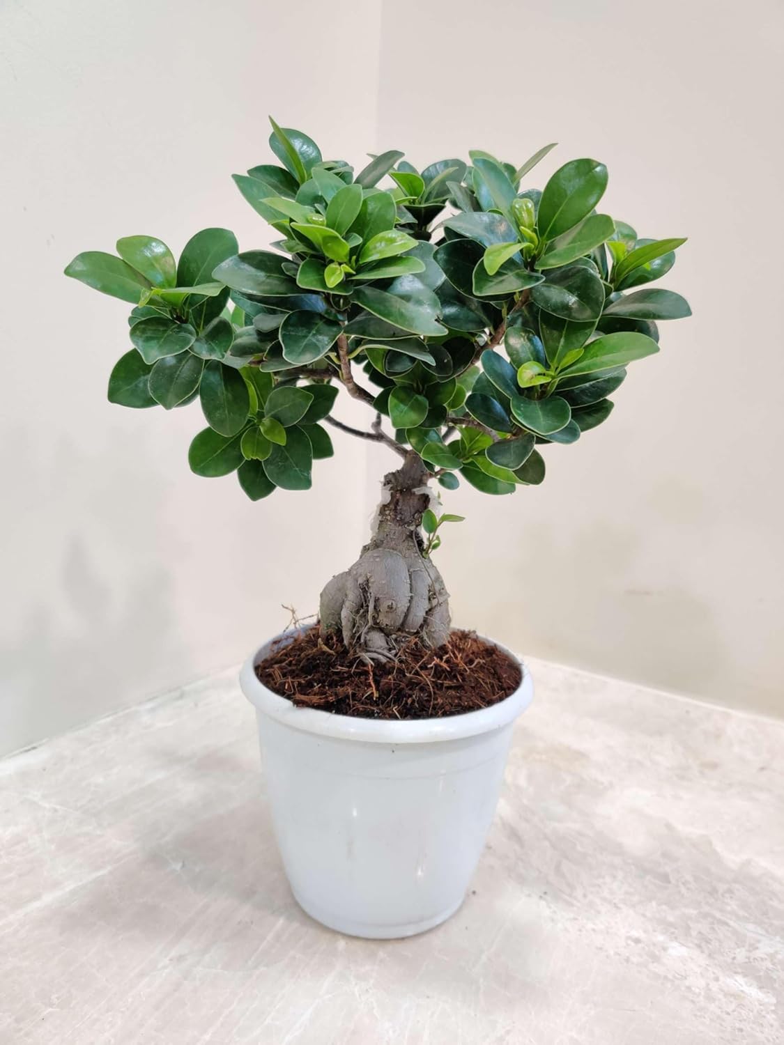 Unnat Organics Ficus Bonsai Bonzai Grafted - Unique Miniature Tree for ...
