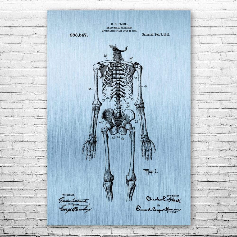 Amazon.com: Anatomical Skeleton Poster Print, Human Anatomy Art ...