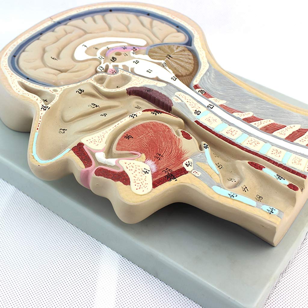 Vista Sagittale Mediana Del Cervello Ventricoli Cerebrali