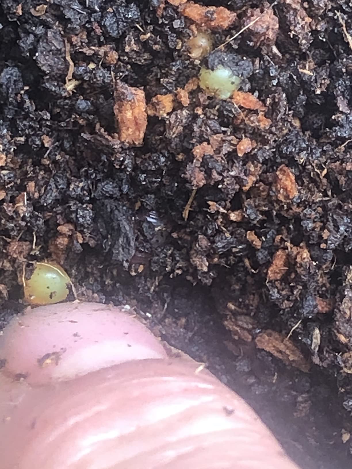 Yorkshire Worms TIGER WORMS - Suitable for Composting and Wormery ...