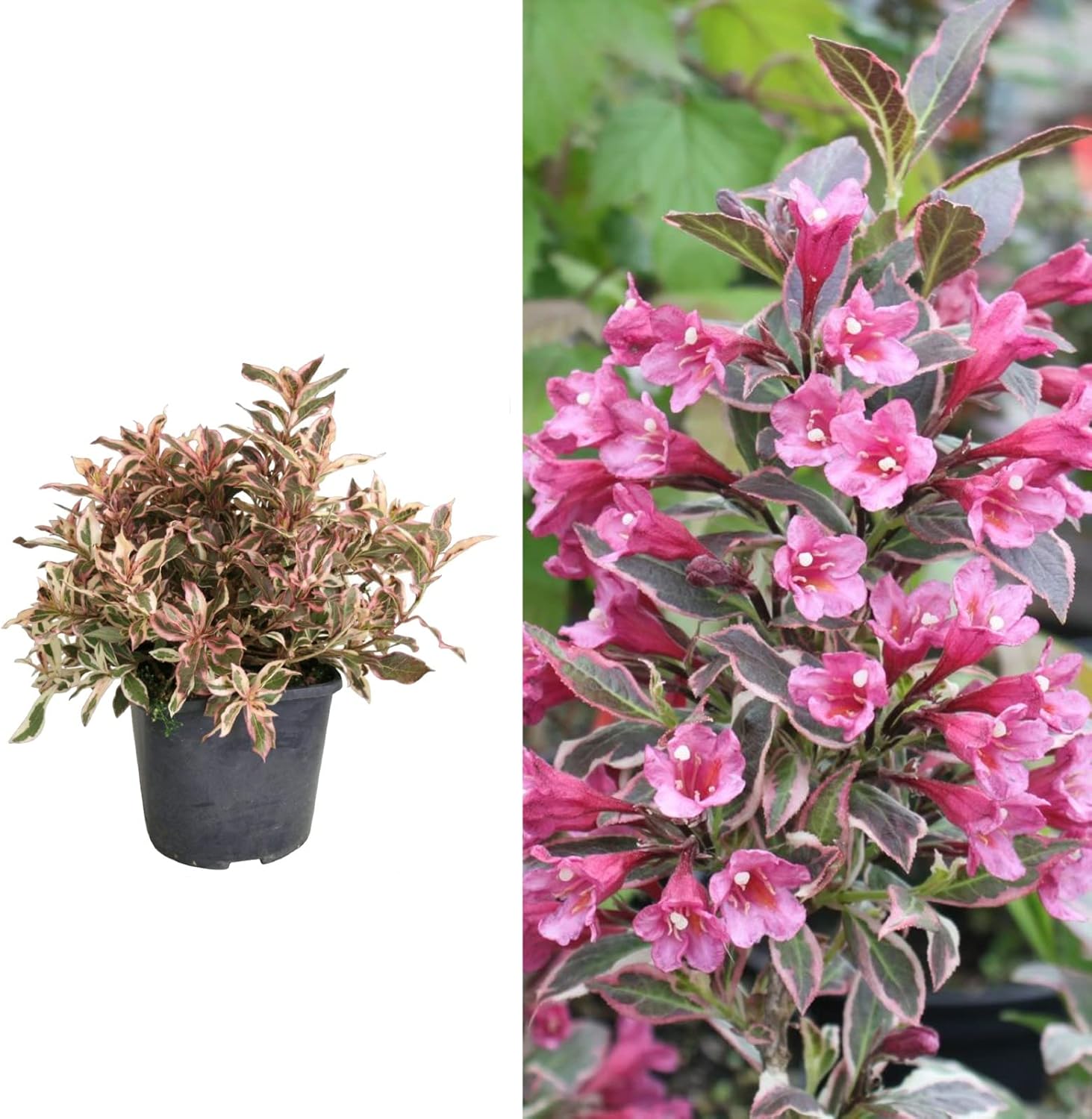 Weigela 'All Summer Monet' Plant in 9cm Pot - Deciduous Shrub with ...