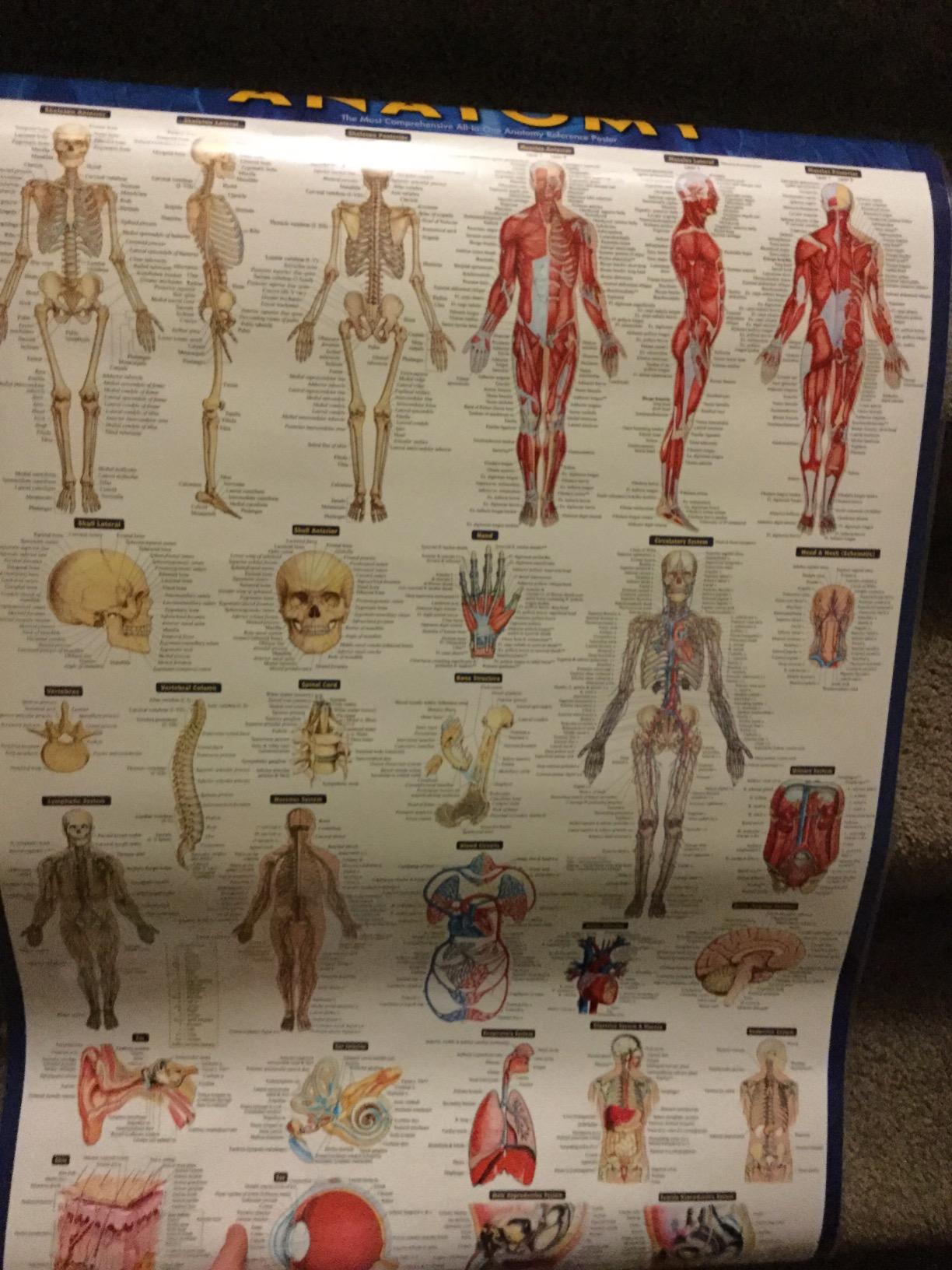 Anatomy Poster (24 x 36) - Laminated: a QuickStudy Reference: Perez ...