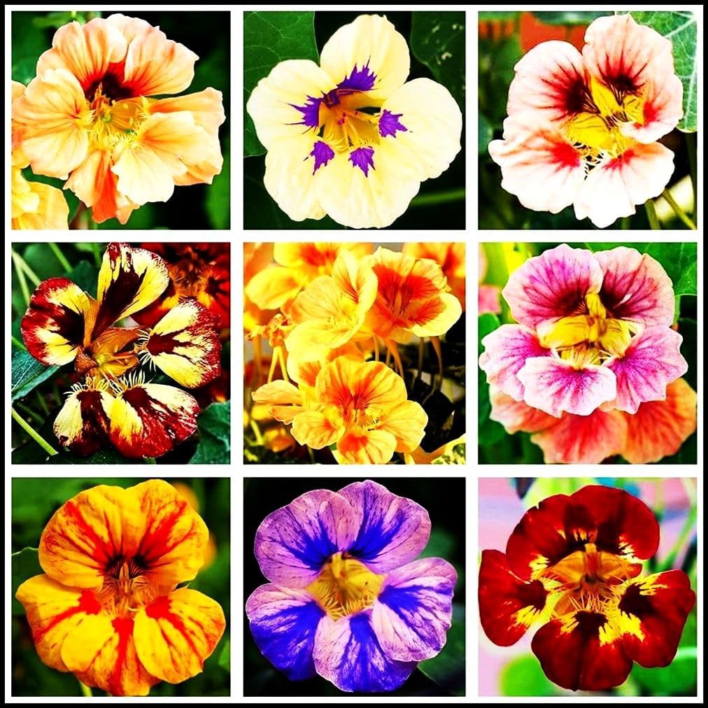 Amazon.com : Nasturtium Seed for Planting Beautiful Flower Bonsai Decor ...