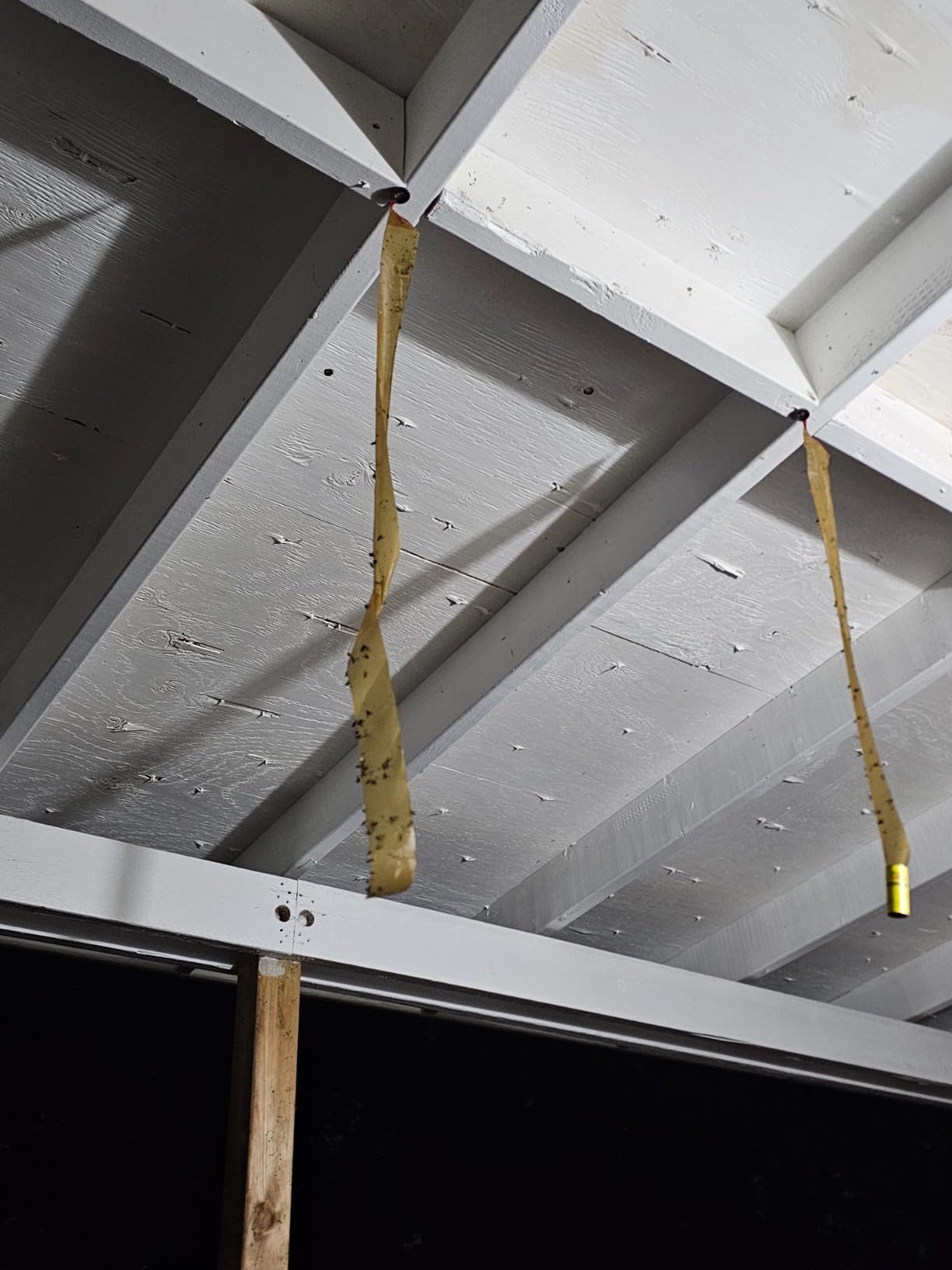 24PCS Fly Paper Strips, Triitech Sticky Fly Ribbons Traps, Fly Tape ...