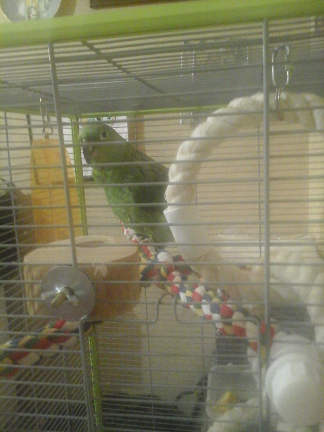 LazyBones Rope Cross Perch LARGE - Suitable for large Parakeets/Parrots ...