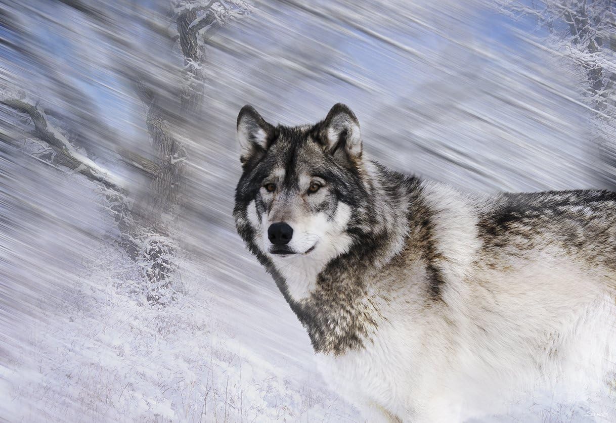 Amazon.com: River Wolf I Art Print by Gordon Semmens: Posters & Prints