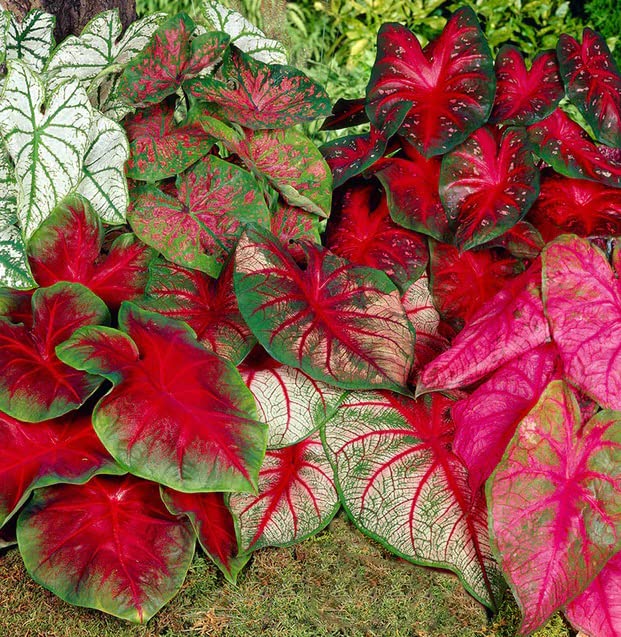 Amazon.com : Votaniki Caladium Fancy Mix Bulbs - Perennial, Beautiful ...