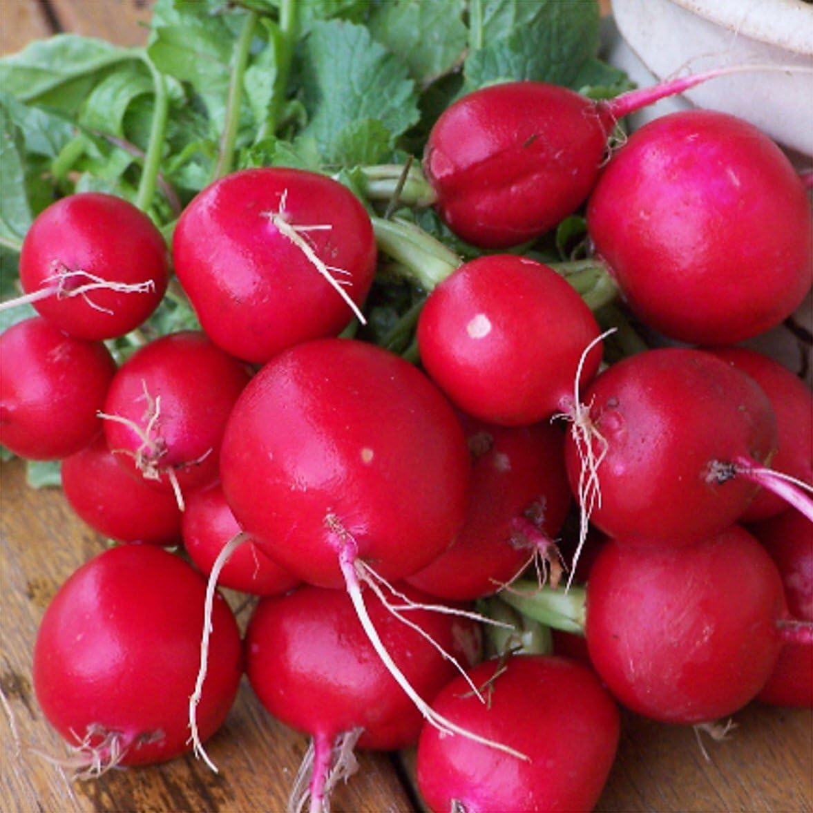 Amazon.com : Cherry Belle Radish Seeds - 500+ Non-GMO Heirloom, Fast ...