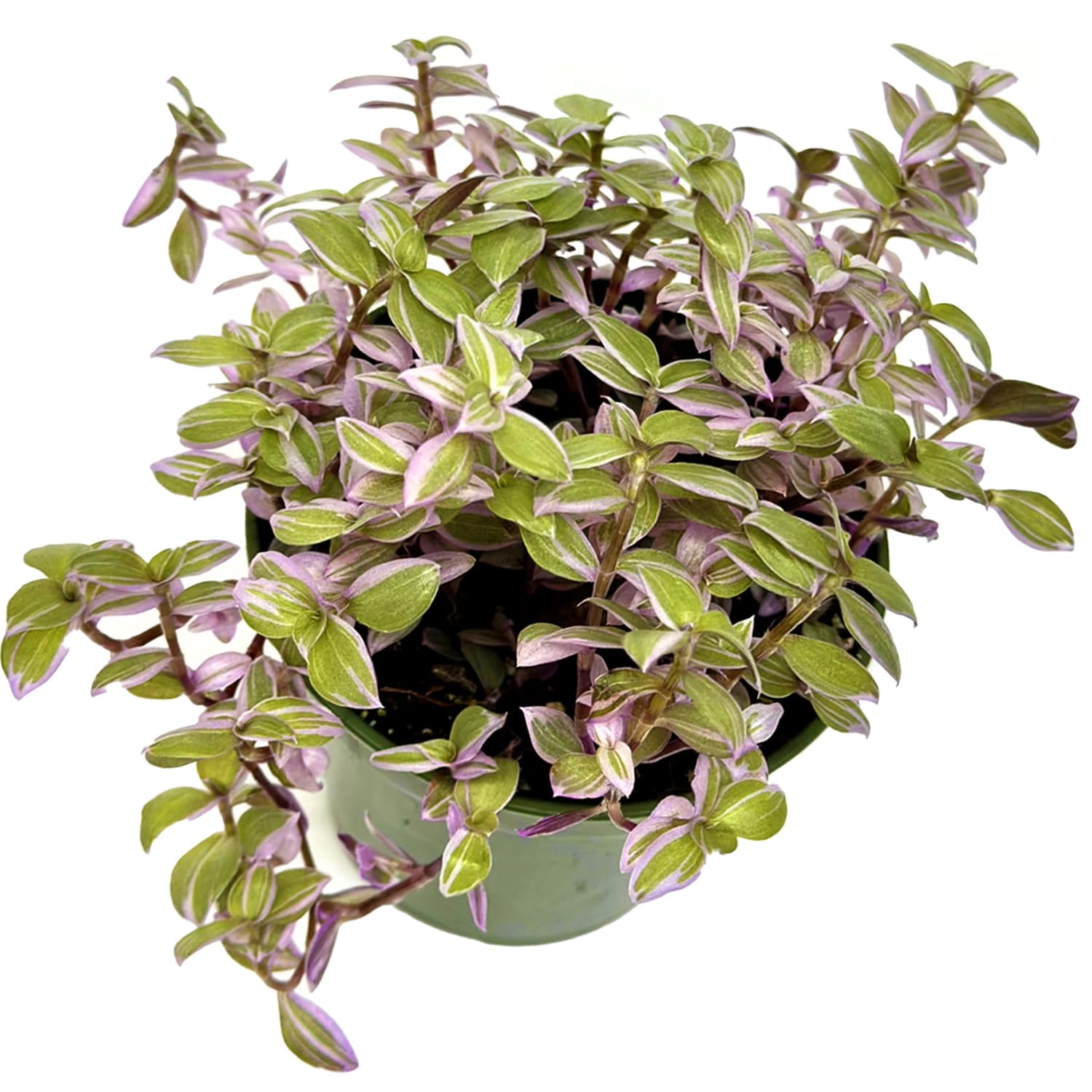 Amazon.com : Live Succulents 3.5 Inch Pink Lady Callisia Repens with ...