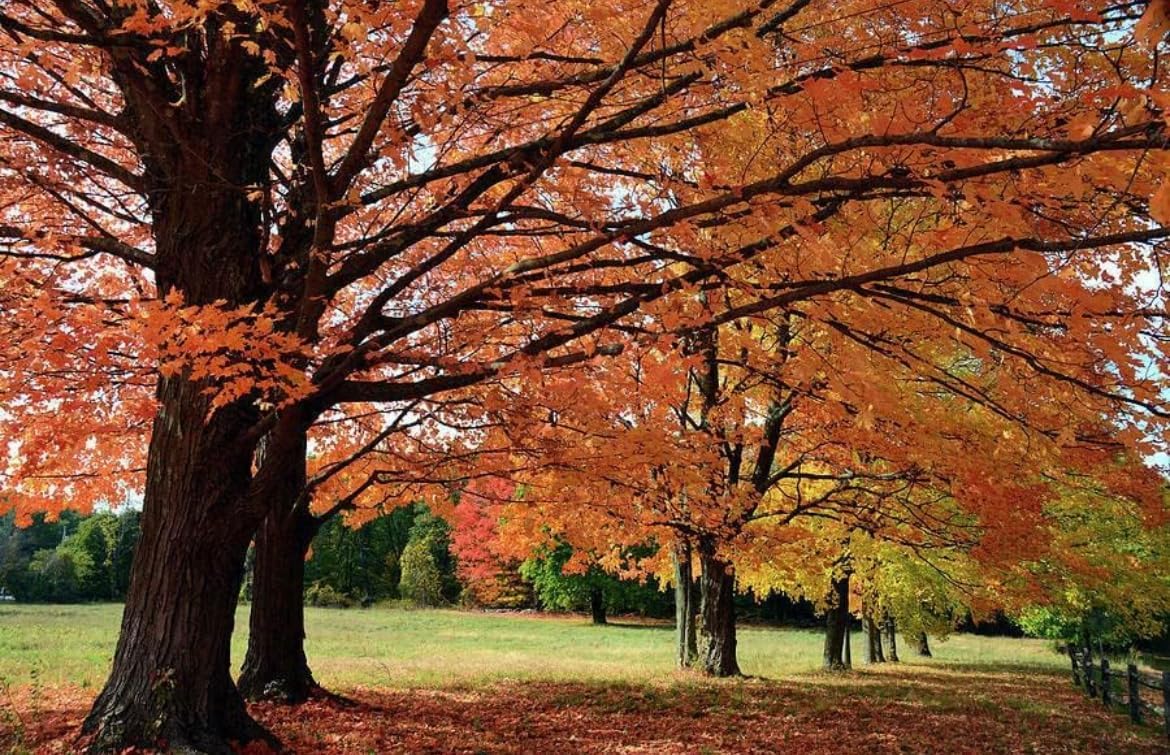 Amazon.com : 3 Sugar Maple Trees - 6-12" Tall Live Plants - Hardy Maple ...