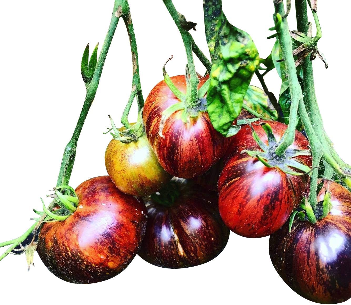 Dark Galaxy Tomato -10 Seeds- by Samenchilishop : Amazon.co.uk: Garden