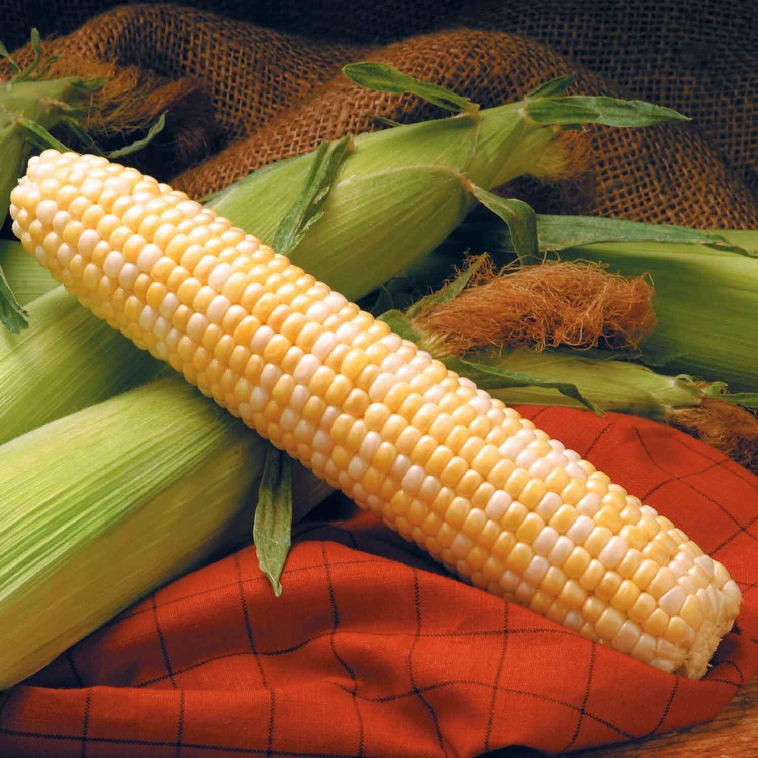 Amazon.com: 600 Seeds - Ambrosia Sweet Corn Seeds | Flint Corn Seeds ...