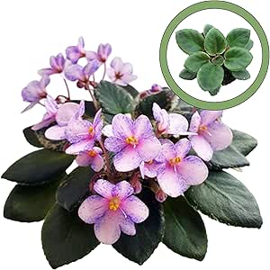 Amazon.com : Cajun's Le Bon Ton Roule African Violet Starter Plant ...