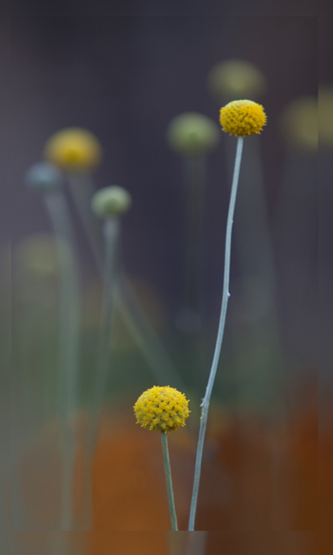 Stem Flowers Wallpaper Download Blue Flower Spring Leaf Stem Blue