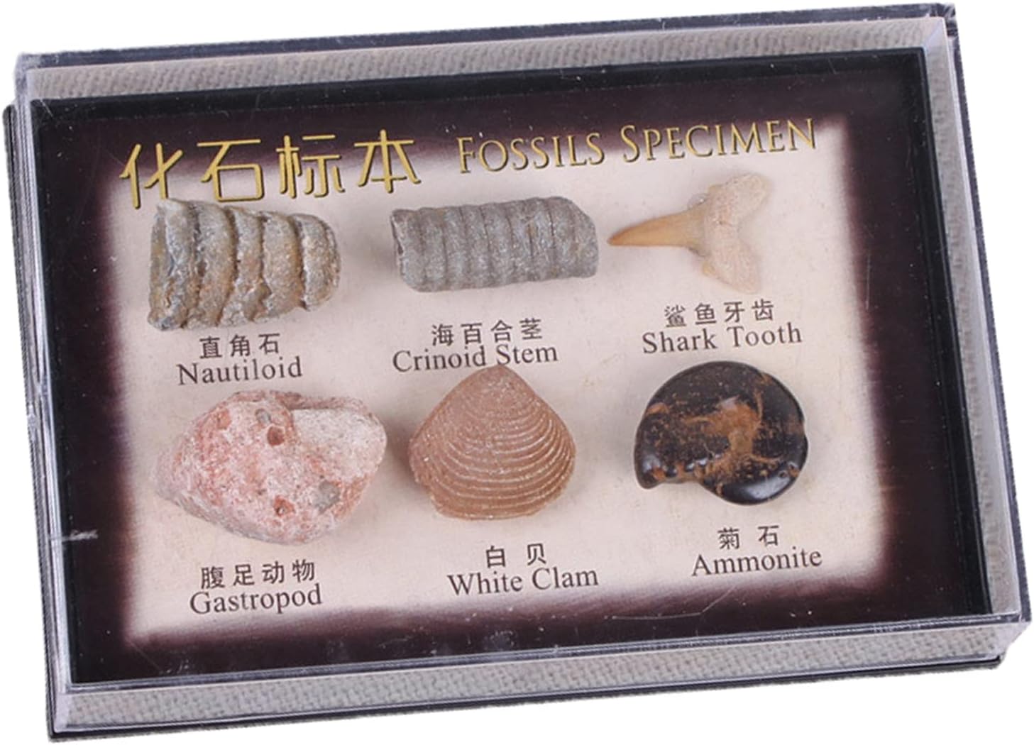 National Geographic Kids kit, Natural Marine Fossil Specimens Sample ...