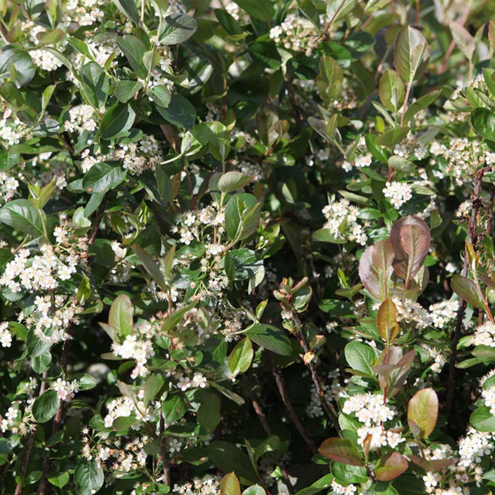 Buy Aronia x prunifolia 'Viking' Chokeberry Hardy Shrub Spring Summer ...