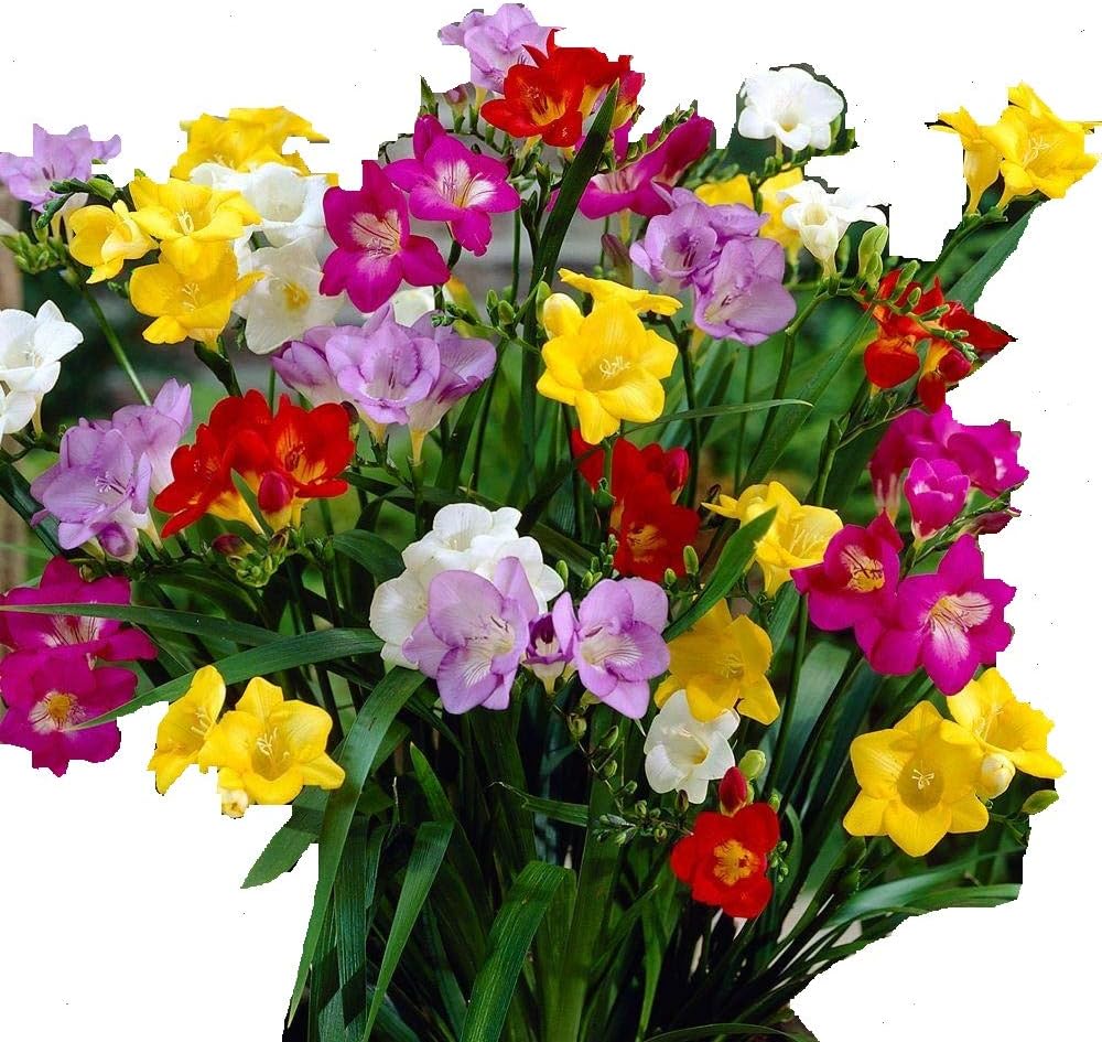 Single Freesia - Mixed Colours - Perennial Bulbs -Packs of 25 & 50 ...