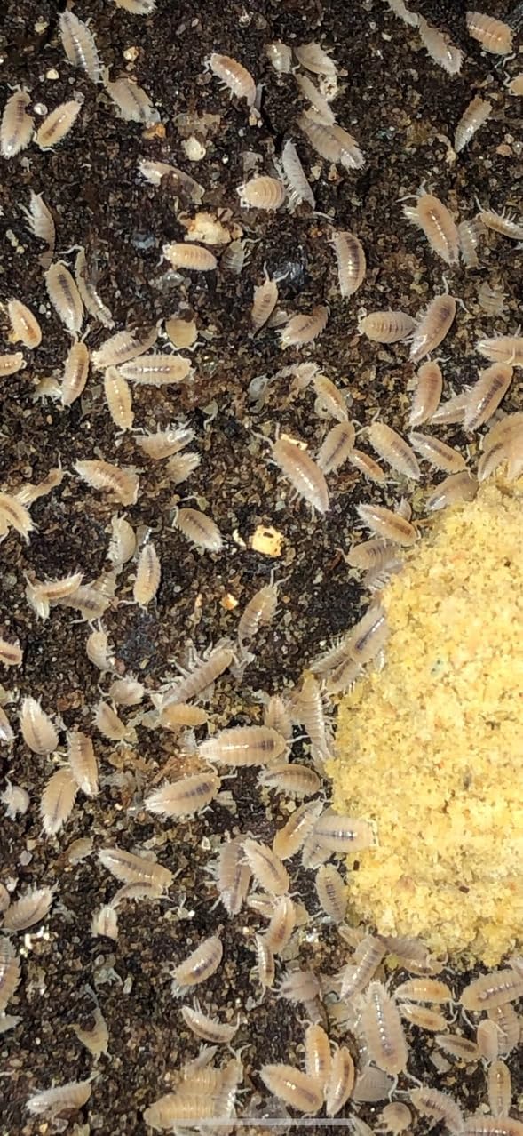 Amazon.com : Bugzy Bugs Dwarf White Tropical Isopods 1000 Count Clean ...