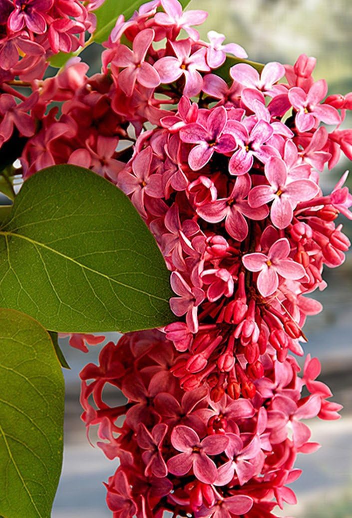 Amazon.com : Red Pixie Lilac Fragrant French Lilac Syringa Potted Plant ...