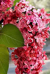 Amazon.com : Red Pixie Lilac Fragrant French Lilac Syringa Potted Plant ...