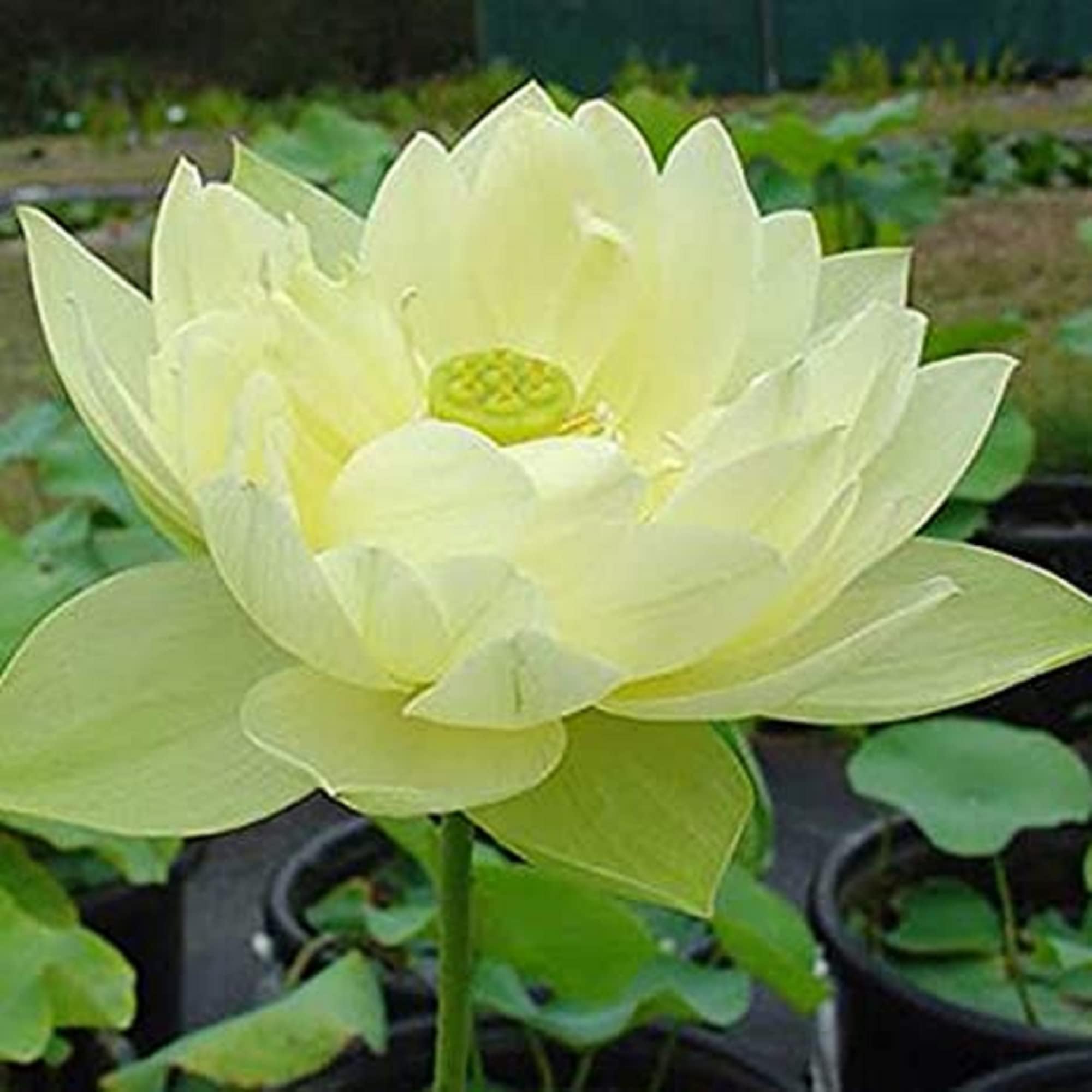 Amazon.com : 60PCS Open Mouth Bonsai Lotus Seeds Water Lily Flower Non ...