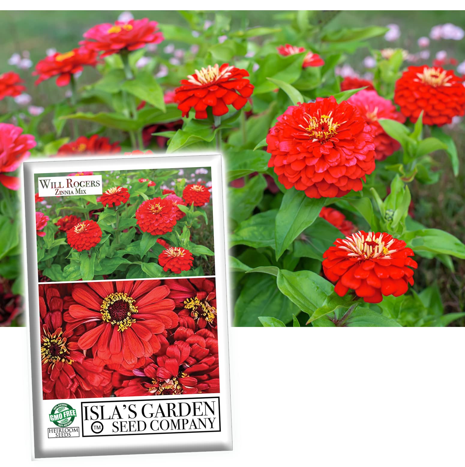 Red Zinnia
