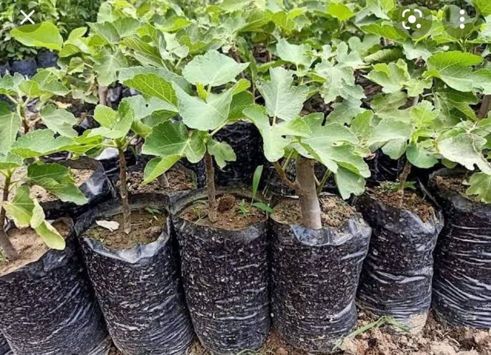 UGALOO Live Plants Outdoor Fig Tree, Anjeer Fruit, Common Fig Fruit ...
