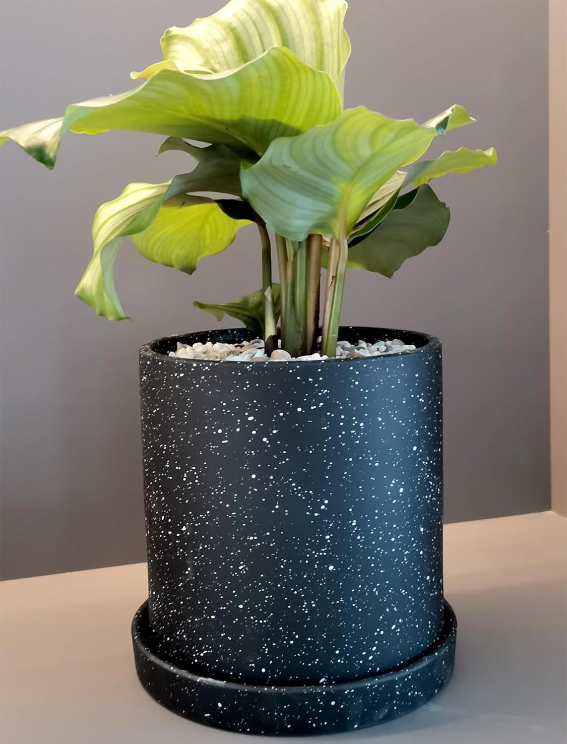 Amazon.com: Toosbuc Plant Pot 6 Inch Ceramic Planter Pot with Drainage ...